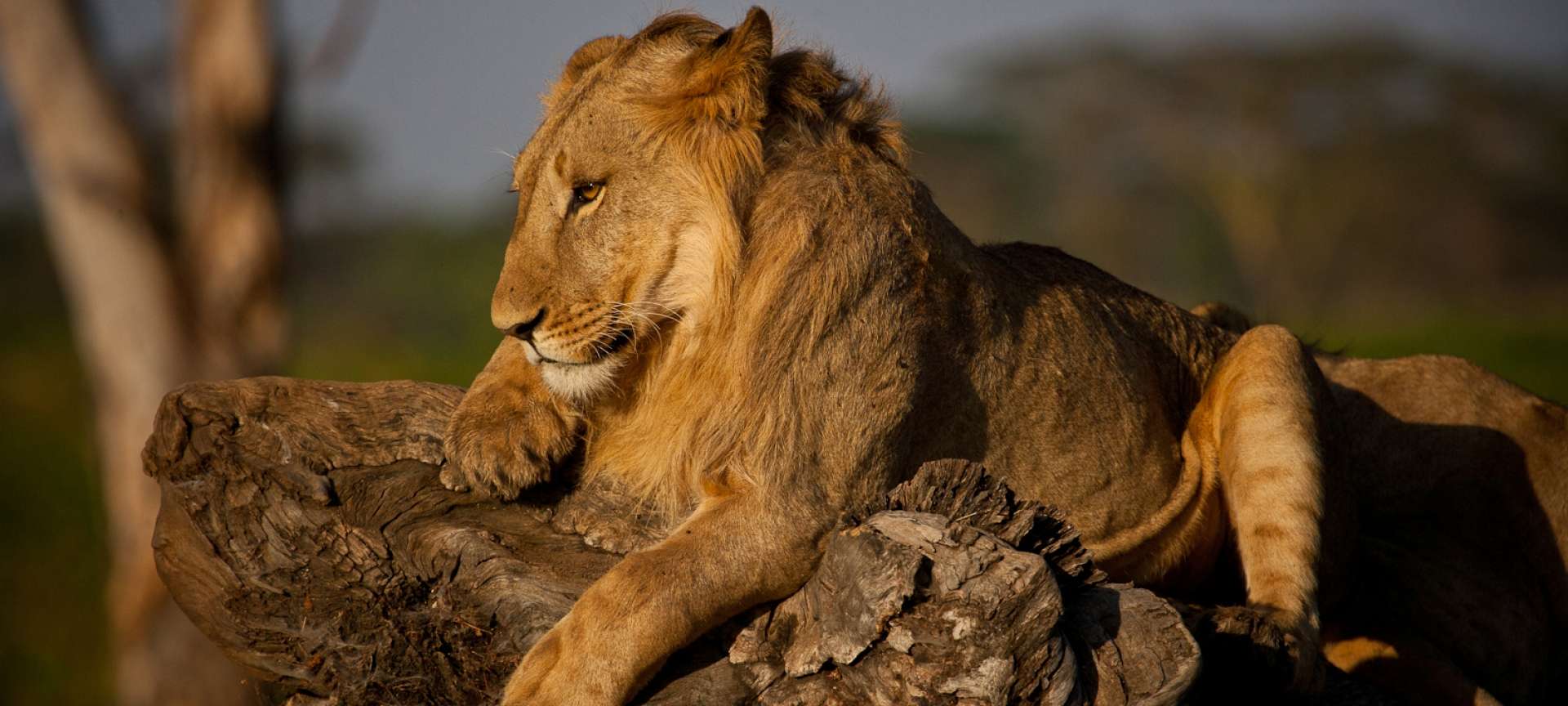 Lewa House | Discover Africa Safaris