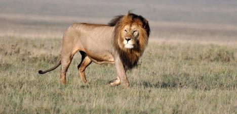 The best places to spot Africa’s Small Five | Discover Africa Safaris
