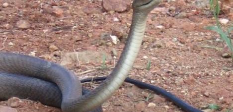 Five frightful African snakes that are really… | Discover Africa Safaris