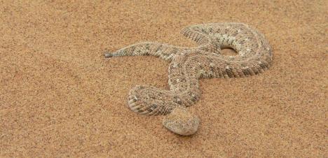 Five frightful African snakes that are really… | Discover Africa Safaris
