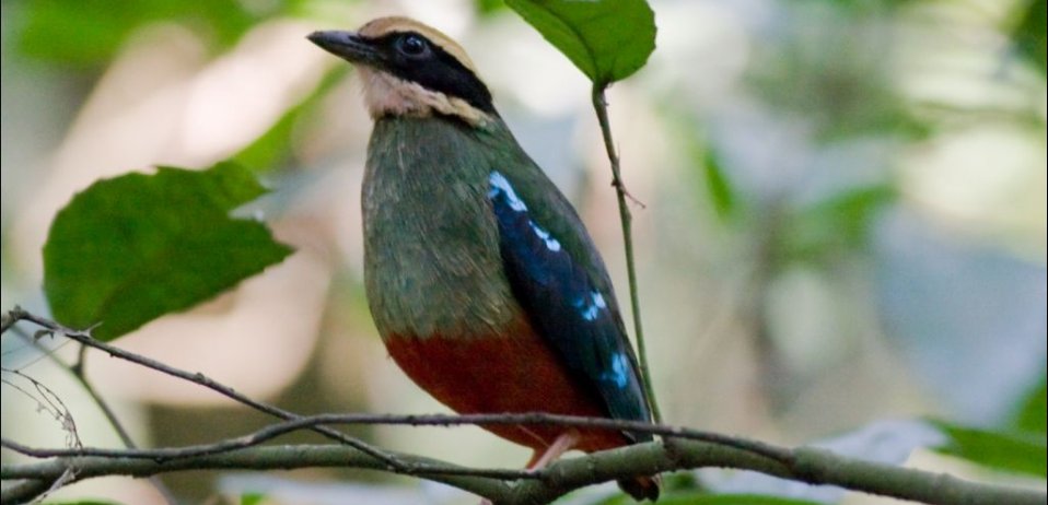 Beautiful and bizarre birds of Uganda | Discover Africa Safaris