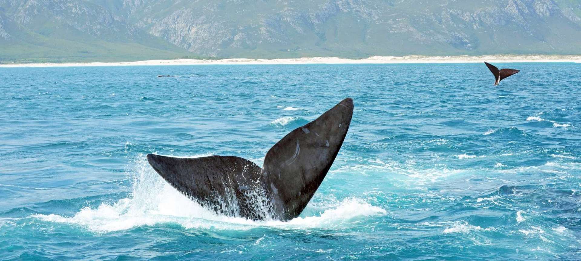 Whale watching in Hermanus | Packages & Itineraries | Discover Africa ...