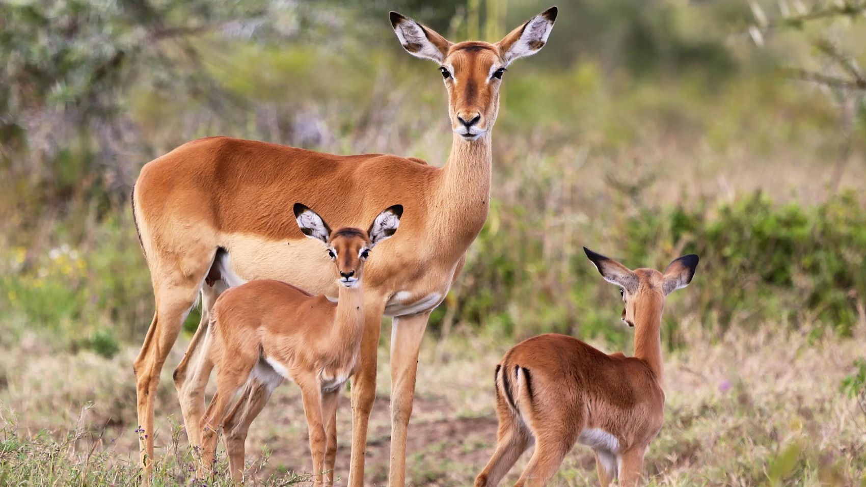 Saa Nane Island safaris, tours and holiday packages | Discover Africa ...