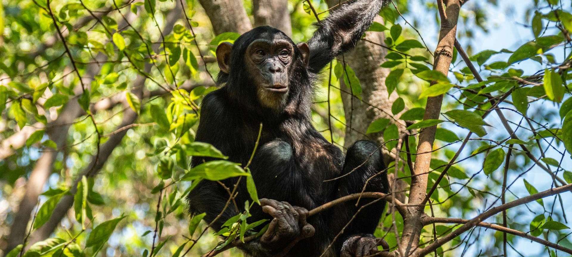 Mahale Mountains National Park safaris, tours and holiday packages ...