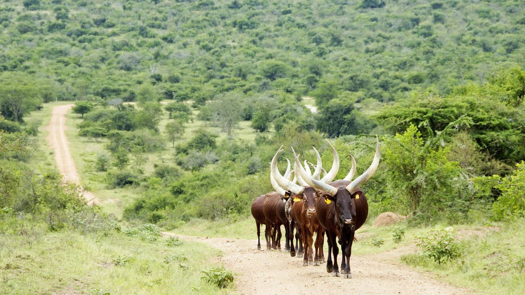 Kibale National Park safaris, tours and holiday packages | Discover ...